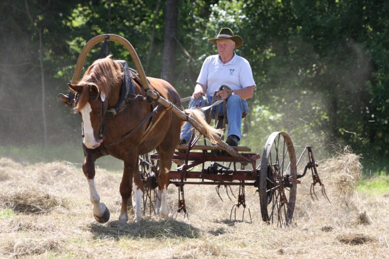 Tori hobune – ESHKS