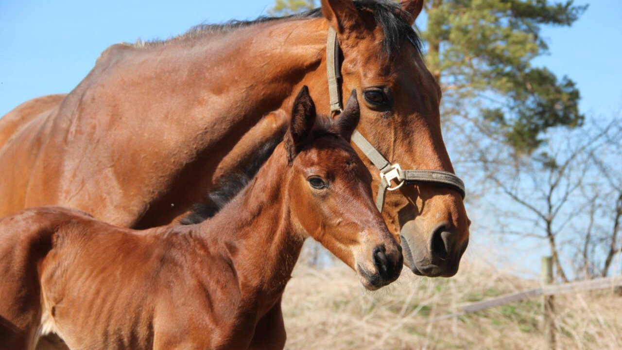 Abdel Said ja eesti sporthobune Bonne Amie võitsid Prahas 1,25 miljoni ...